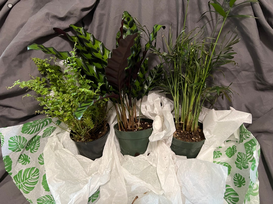 Pet Friendly Plant Bundle: 4" - Etsy