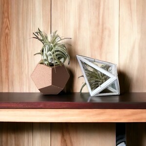 Adorable 3D Printed Air Plant Holders | Complete With Easy, Small Air ...