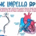 The Impella RP® & Waveforms - Etsy