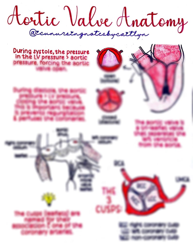 Aortic Valve Anatomy - Etsy