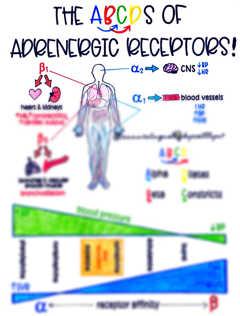 Adrenergic Receptors - Etsy