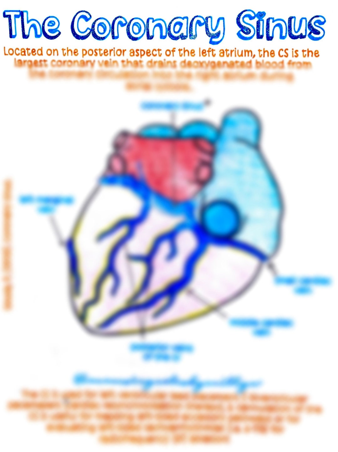 The Coronary Sinus - Etsy