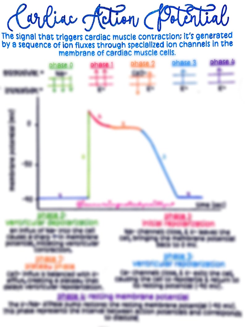 Cardiac Action Potential - Etsy