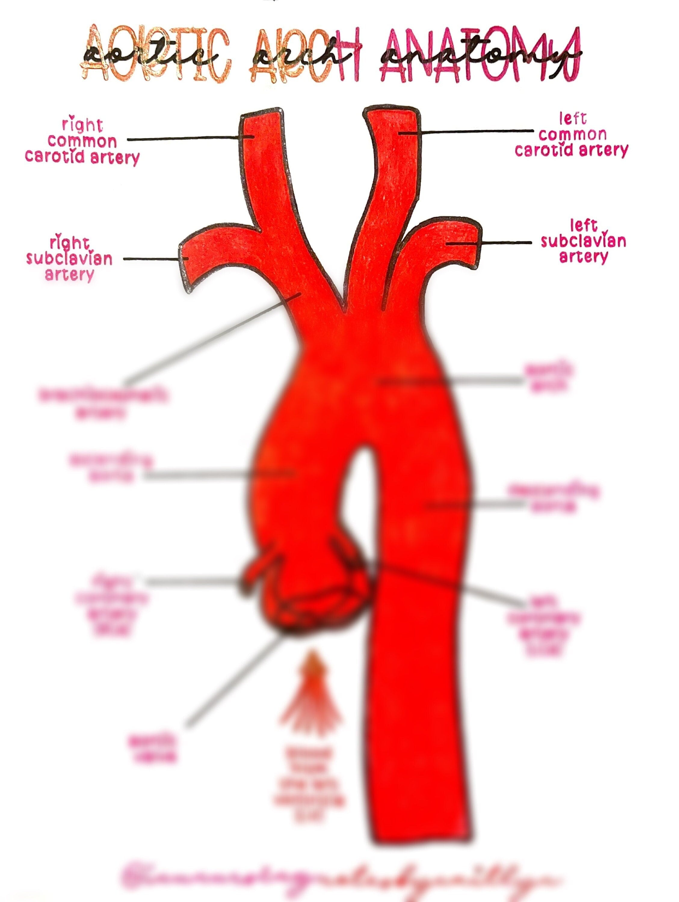 Anatomy of the Aortic Arch - Etsy