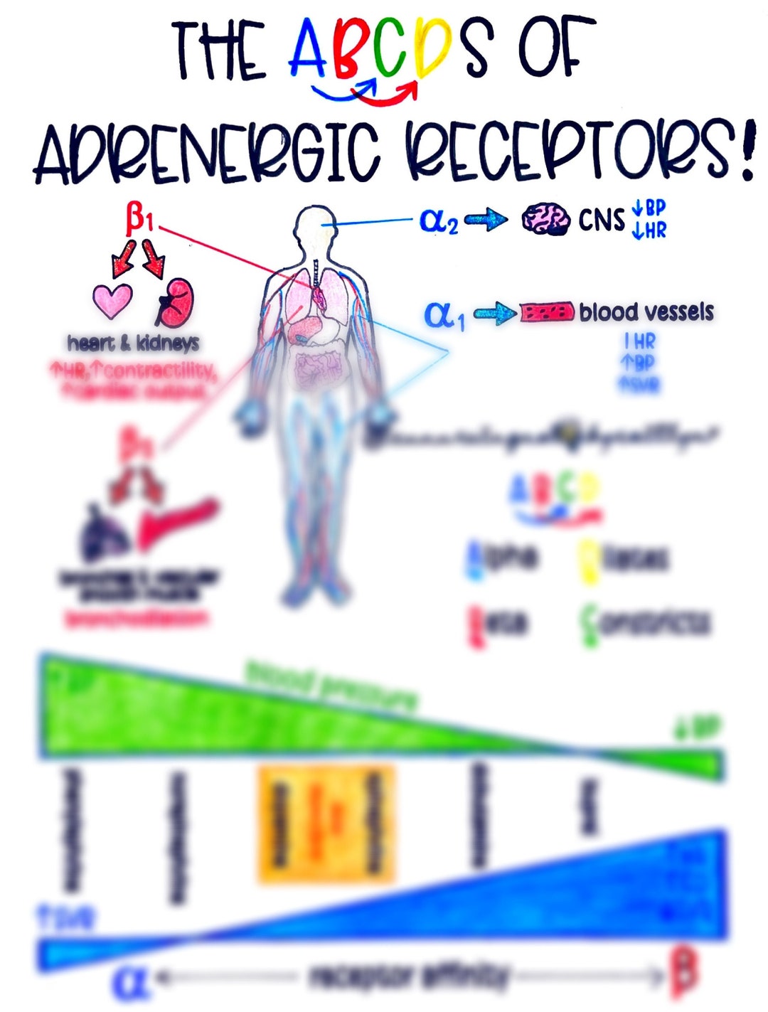 Adrenergic Receptors - Etsy