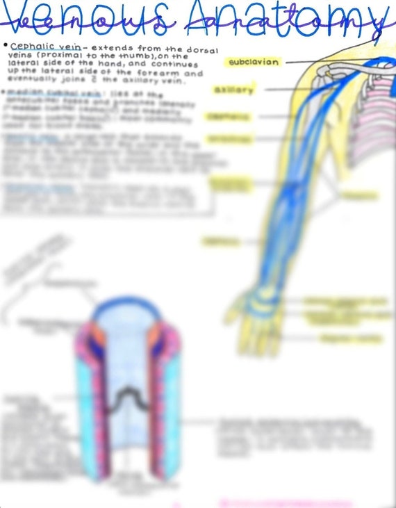 Venous Anatomy | Etsy