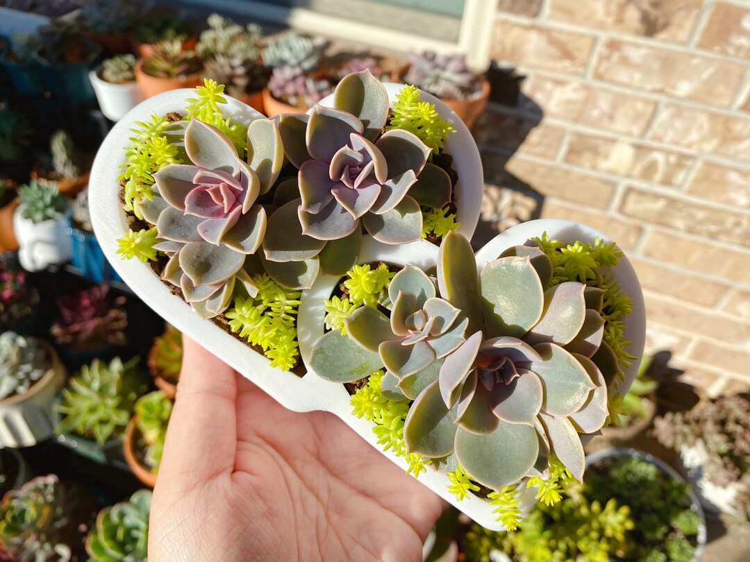 3D Print Merging Hearts Planter with drainage holes, Home Decor, Garden ...