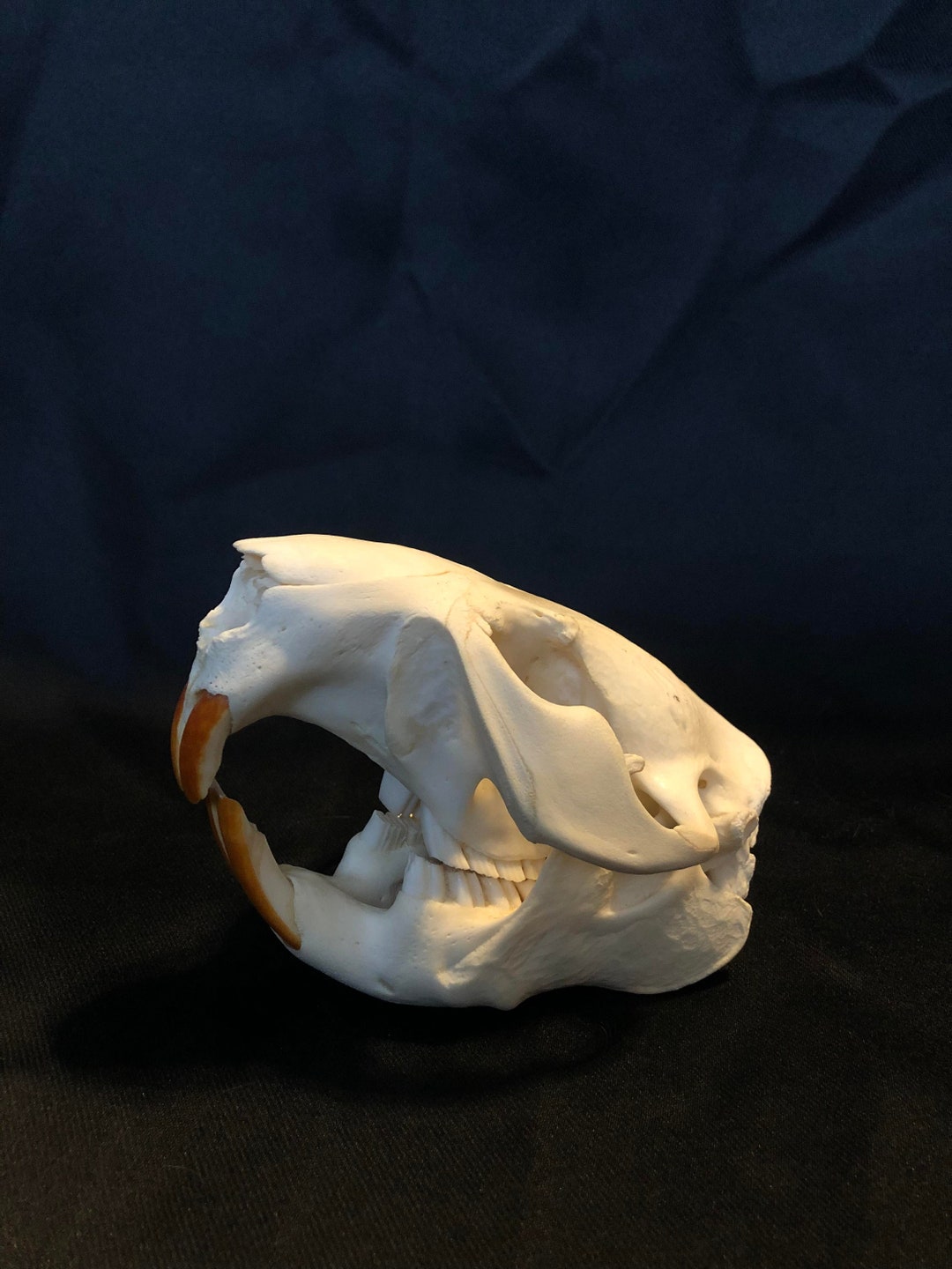 Natural Beaver Skull - Etsy