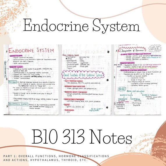 Endocrine System Notes Part 1 | Etsy