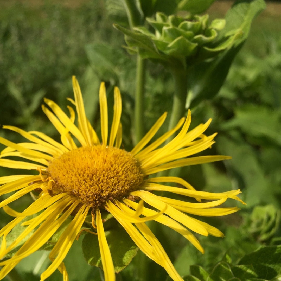 Elecampane 50 Seeds inula Helenium // Sustainably Grown, Open ...
