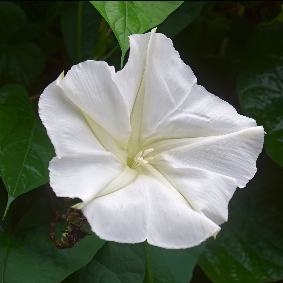 Moonflower 10 Seeds ipomoea Alba // Sustainably Grown, Open Pollinated ...