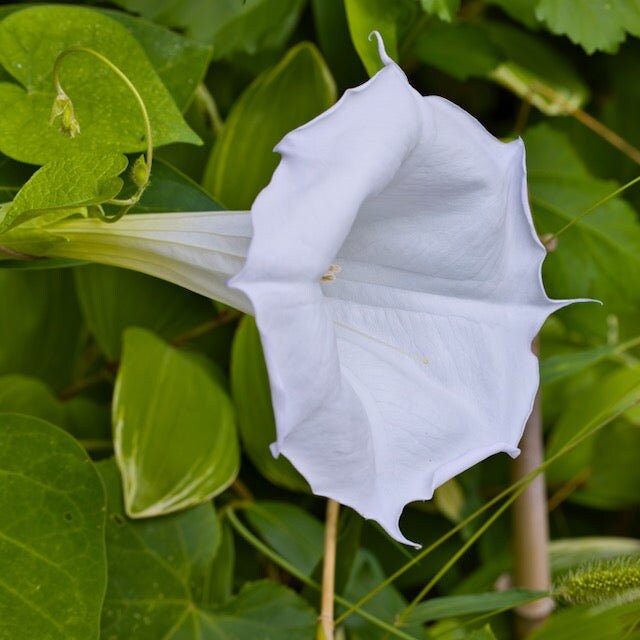 Moonflower 10 Seeds ipomoea Alba // Sustainably Grown, Open Pollinated ...