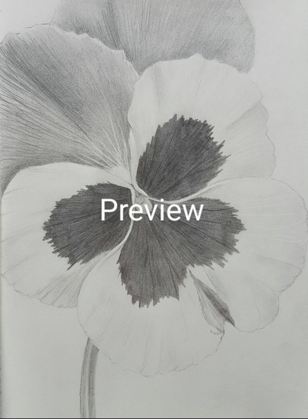 Pansy Drawing Download - Etsy