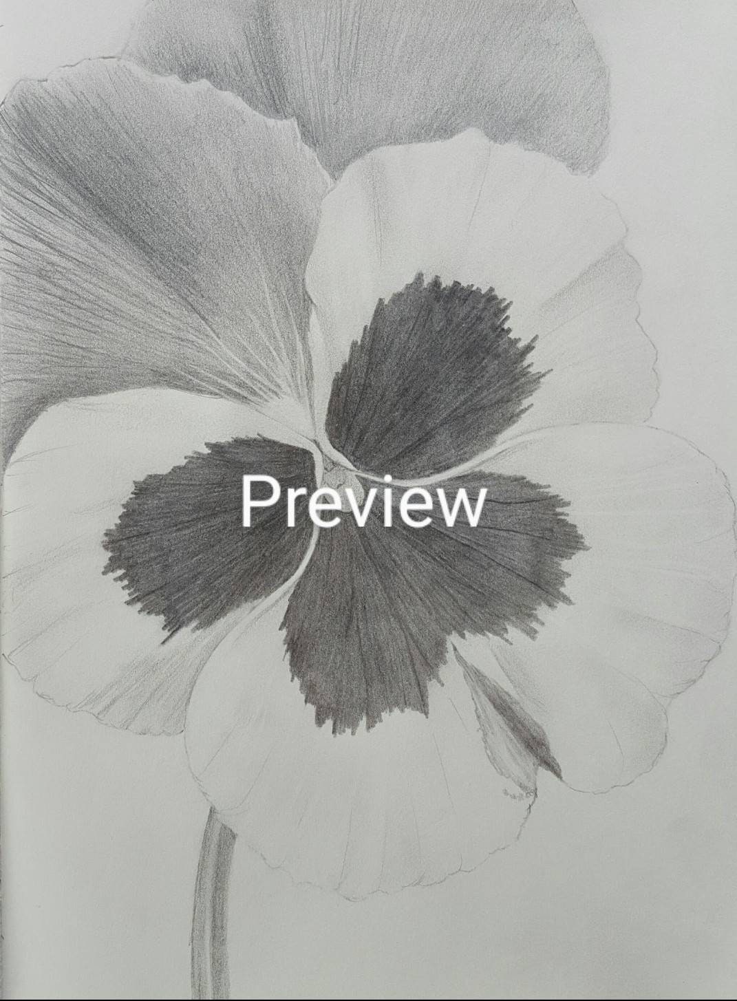 Pansy Drawing Download - Etsy