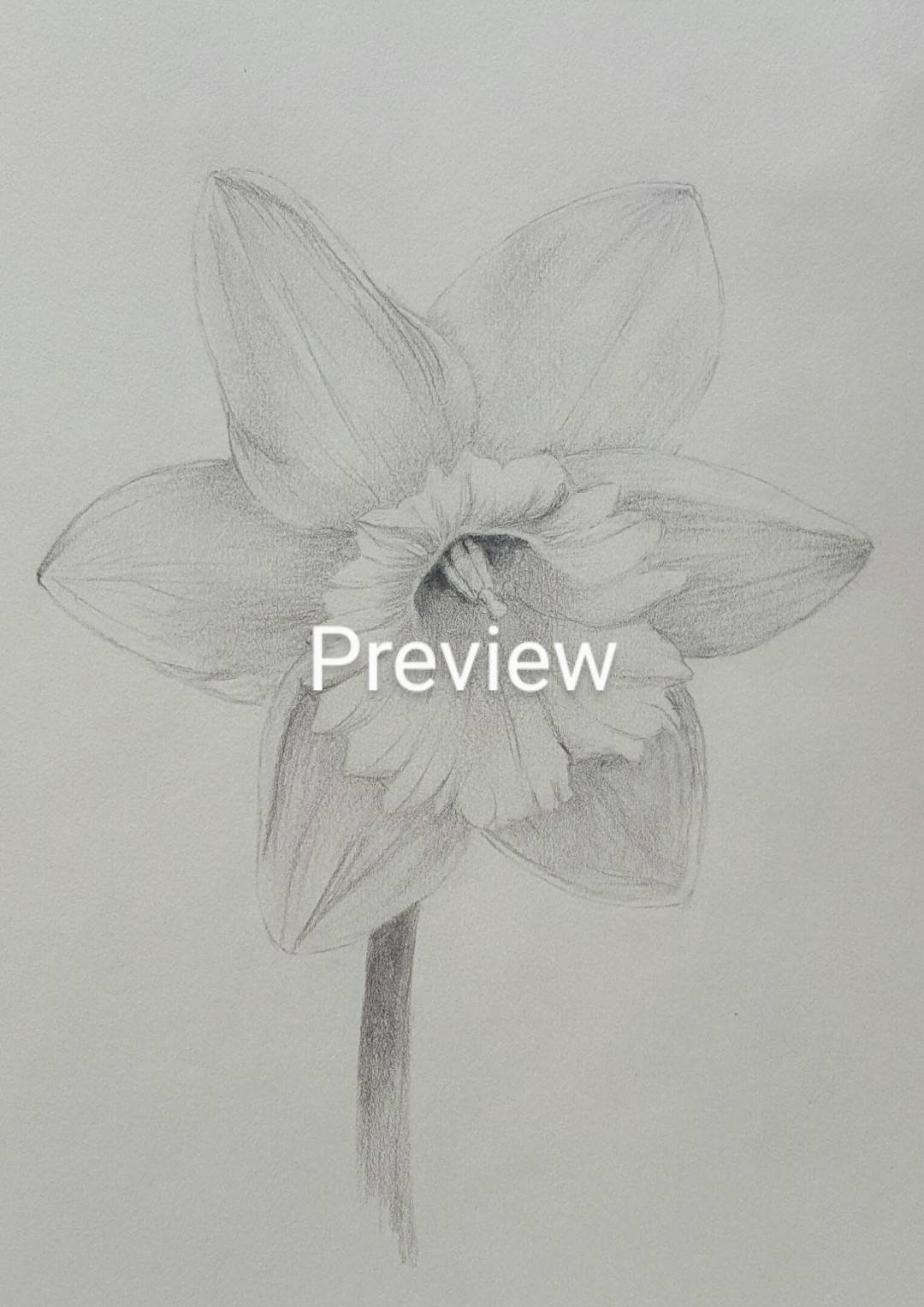 Daffodil Pencil Drawing