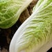 Bilko Chinese Cabbage Seed - Etsy