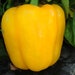 Abay F1 Sweet Pepper - Etsy