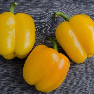 Abay F1 Sweet Pepper - Etsy