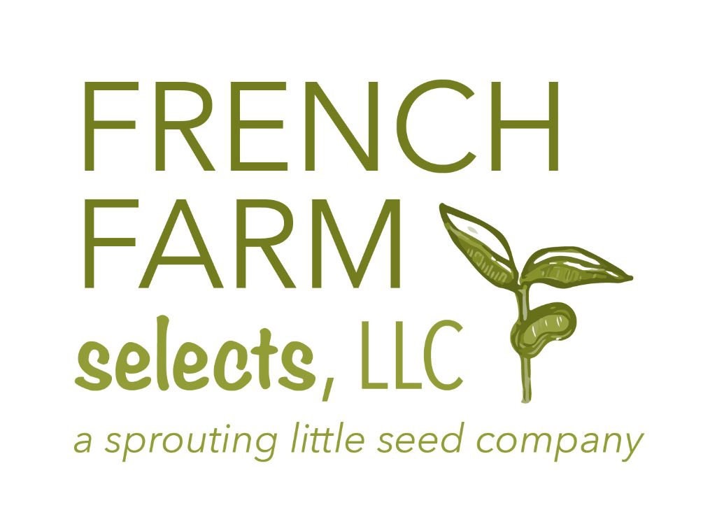 Chiko Burdock Root Seed - Etsy