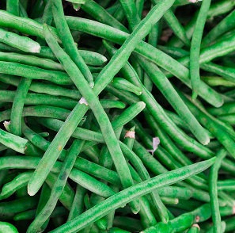 Jade Bush Beans Seed - Etsy