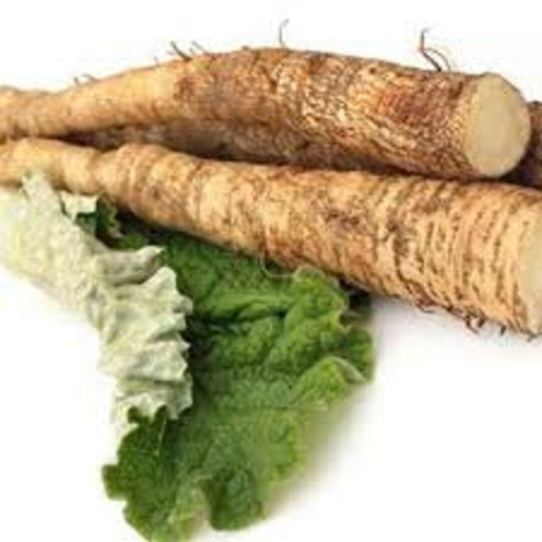 Chiko Burdock Root Seed - Etsy