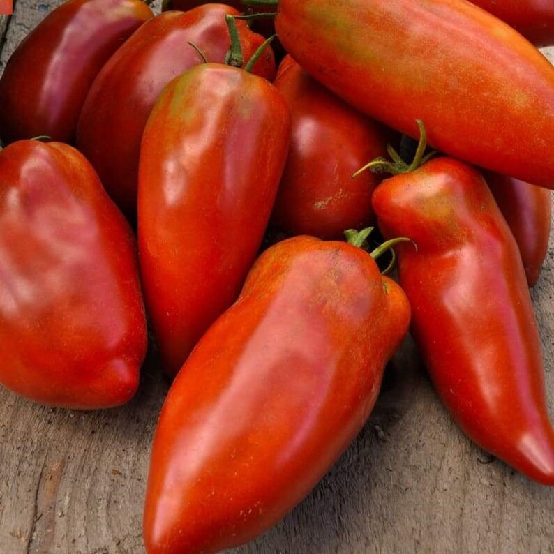 Blue Beech Heirloom Paste Tomato Seed - Etsy