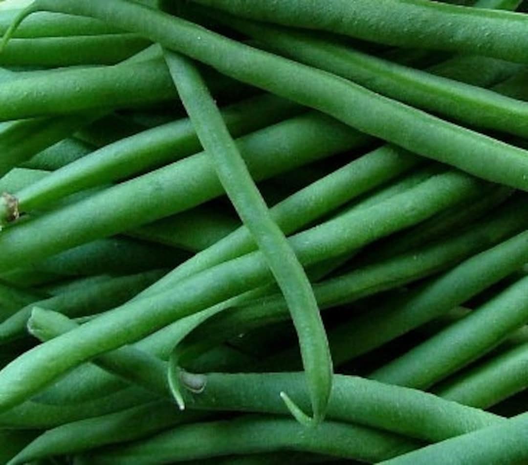 Jade Bush Beans Seed - Etsy