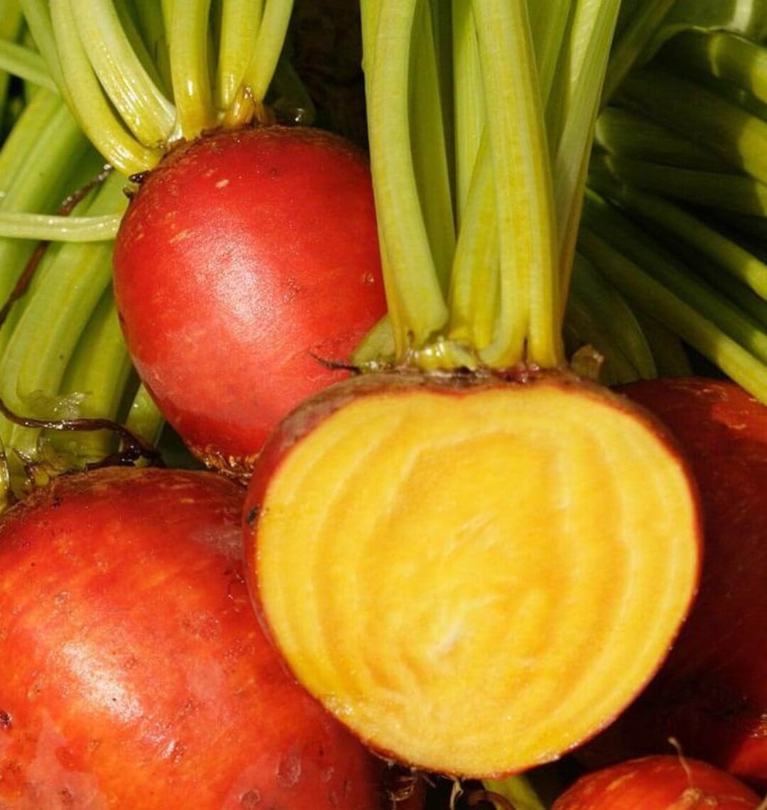 Touchstone Gold Beet Seed - Etsy