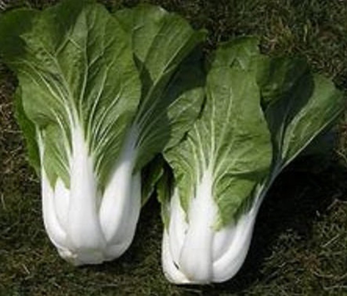 Bopak F1 Pac Choy Seed - Etsy