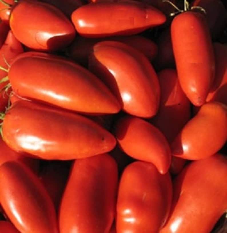 Blue Beech Heirloom Paste Tomato Seed - Etsy