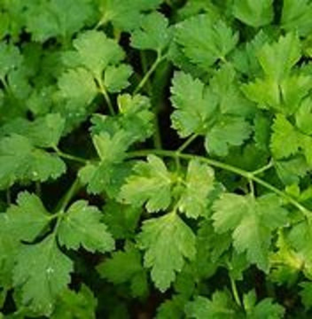 Caribe Cilantro Seed - Etsy