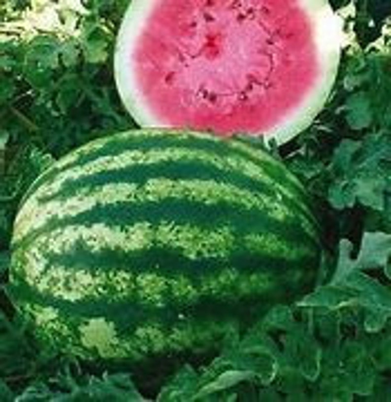 Crimson Sweet Watermelon - Etsy