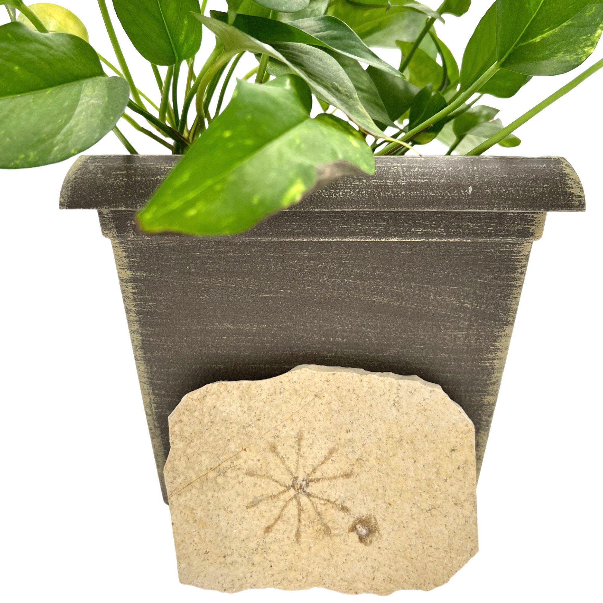 Floating Crinoid Saccocoma Fossil Plate 4.75 X - Etsy