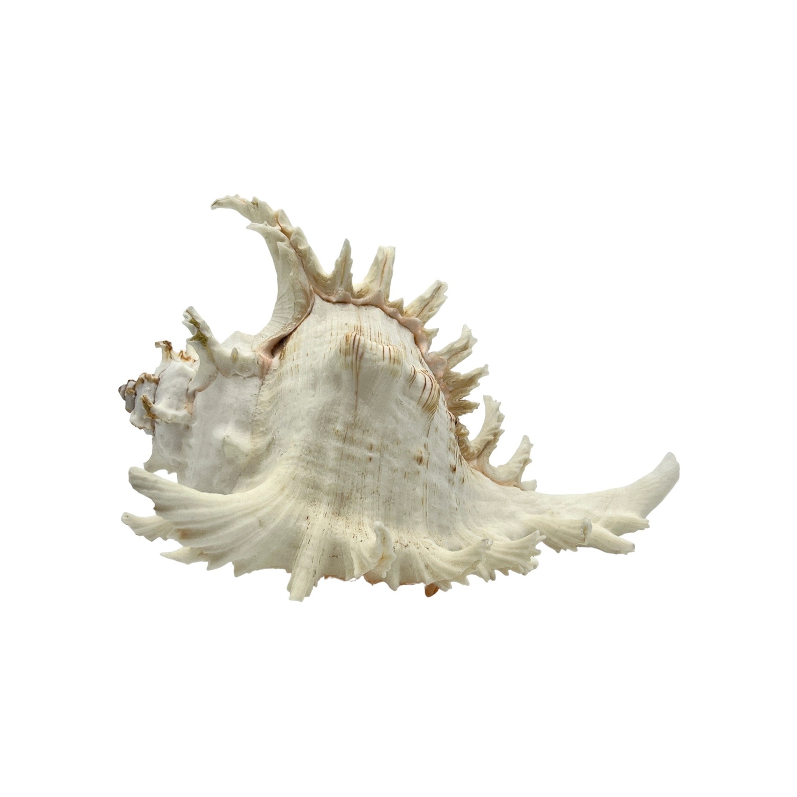 Ramose Murex Conch Shell 9 Natural Chicoreus Ramosus, Beach Wedding ...