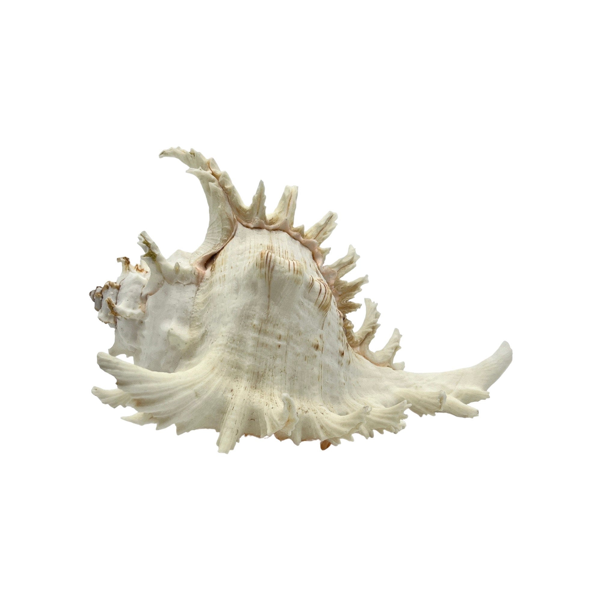 Ramose Murex Conch Shell 9 Natural Chicoreus Ramosus, Beach Wedding ...