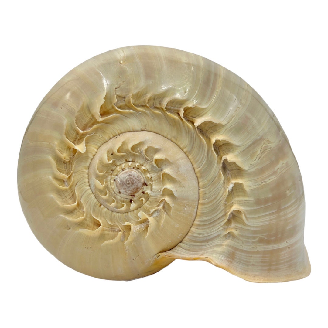 Philippine Crowned Baler Melon Seashell 11 Polished - Etsy