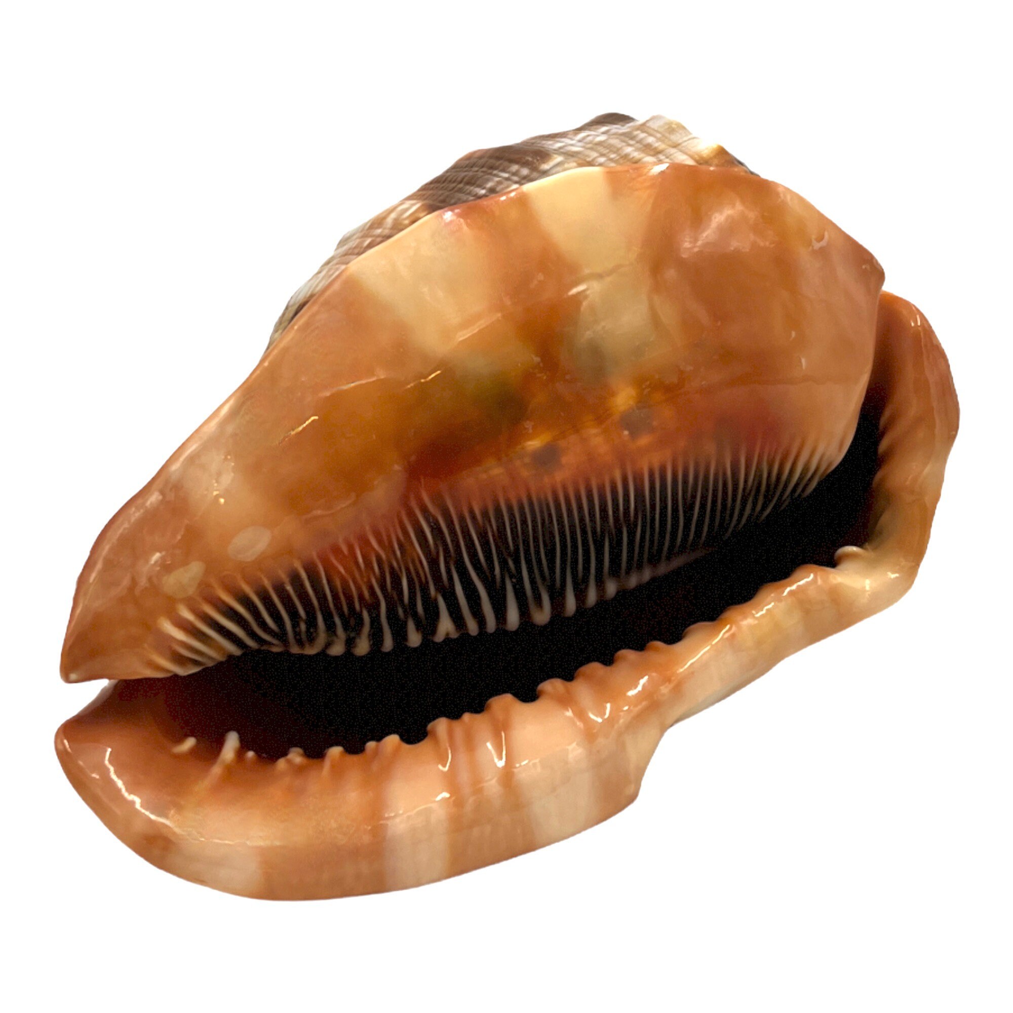 Bullmouth Helmet Shell 5.5 Cypraecassis Rufa, Red Helmet Shell, Cameo ...