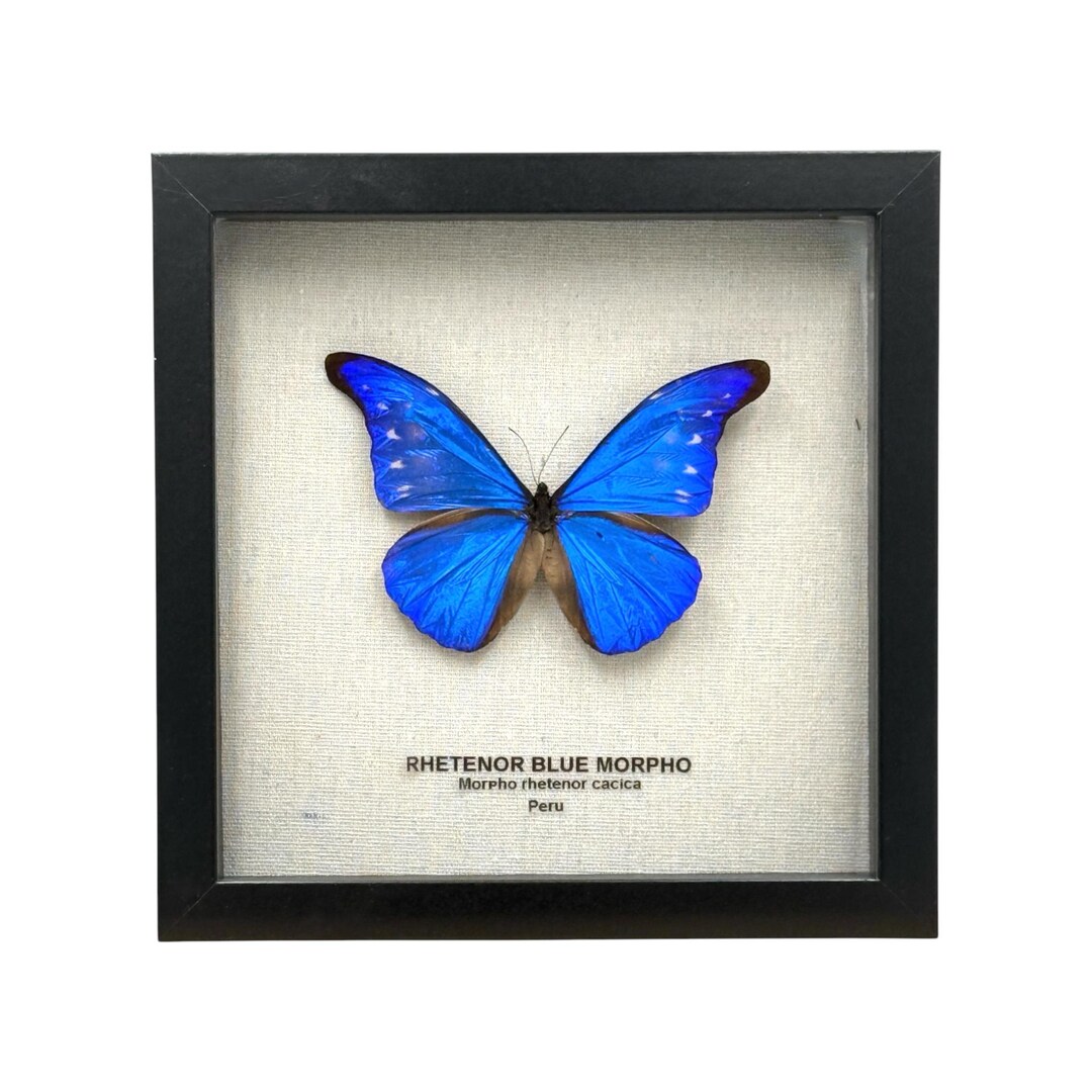 Framed Rhetenor Blue Morpho Butterfly - 9"x9" Black Frame - Etsy