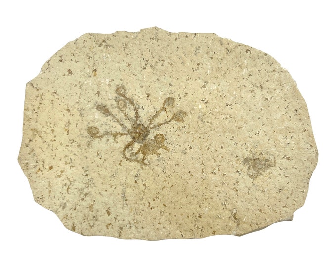 Floating Crinoid Saccocoma Fossil Plate (4.625" X 3.25") - Etsy