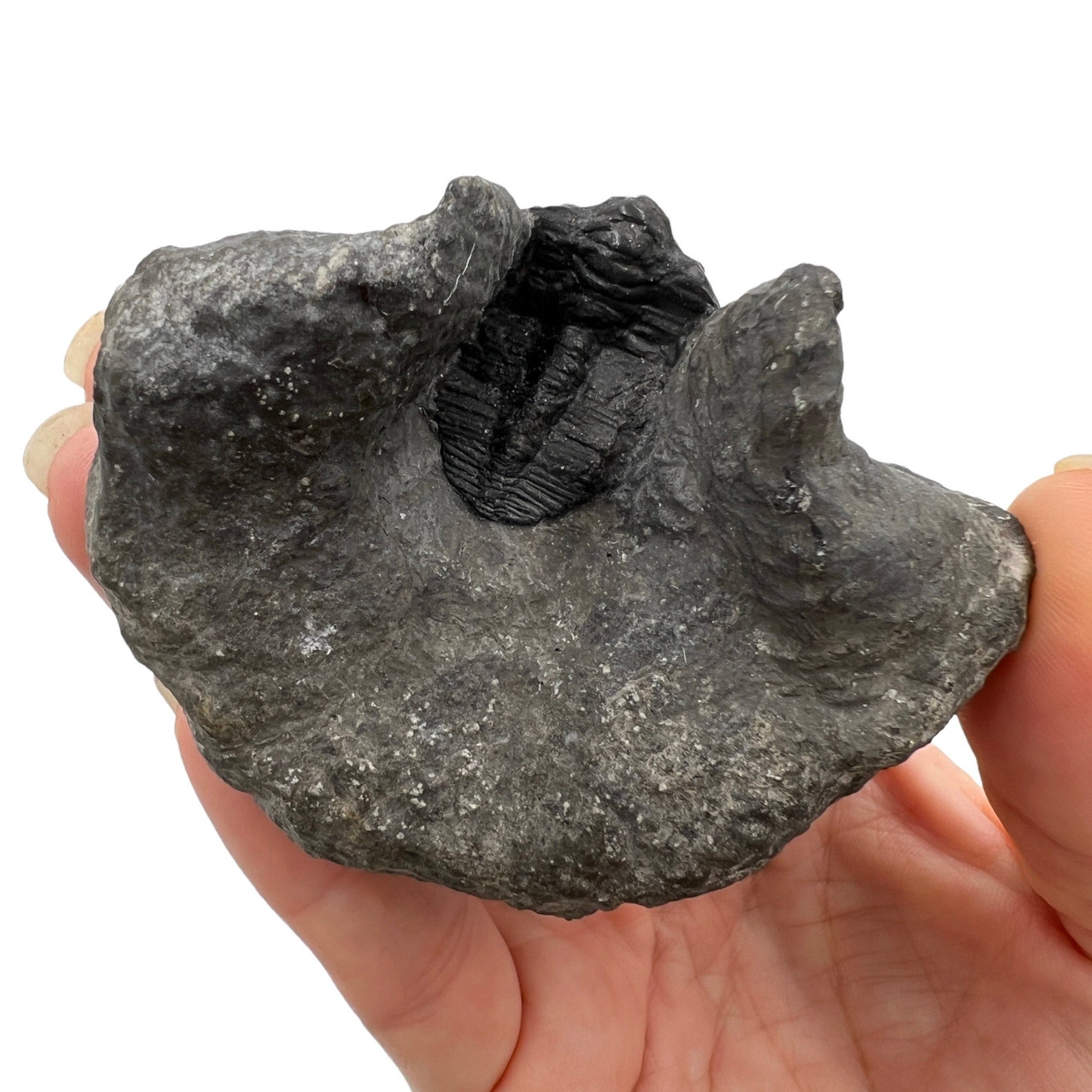 Rare Trilobite Harpes Fossil From Morocco (harpetida) - Etsy