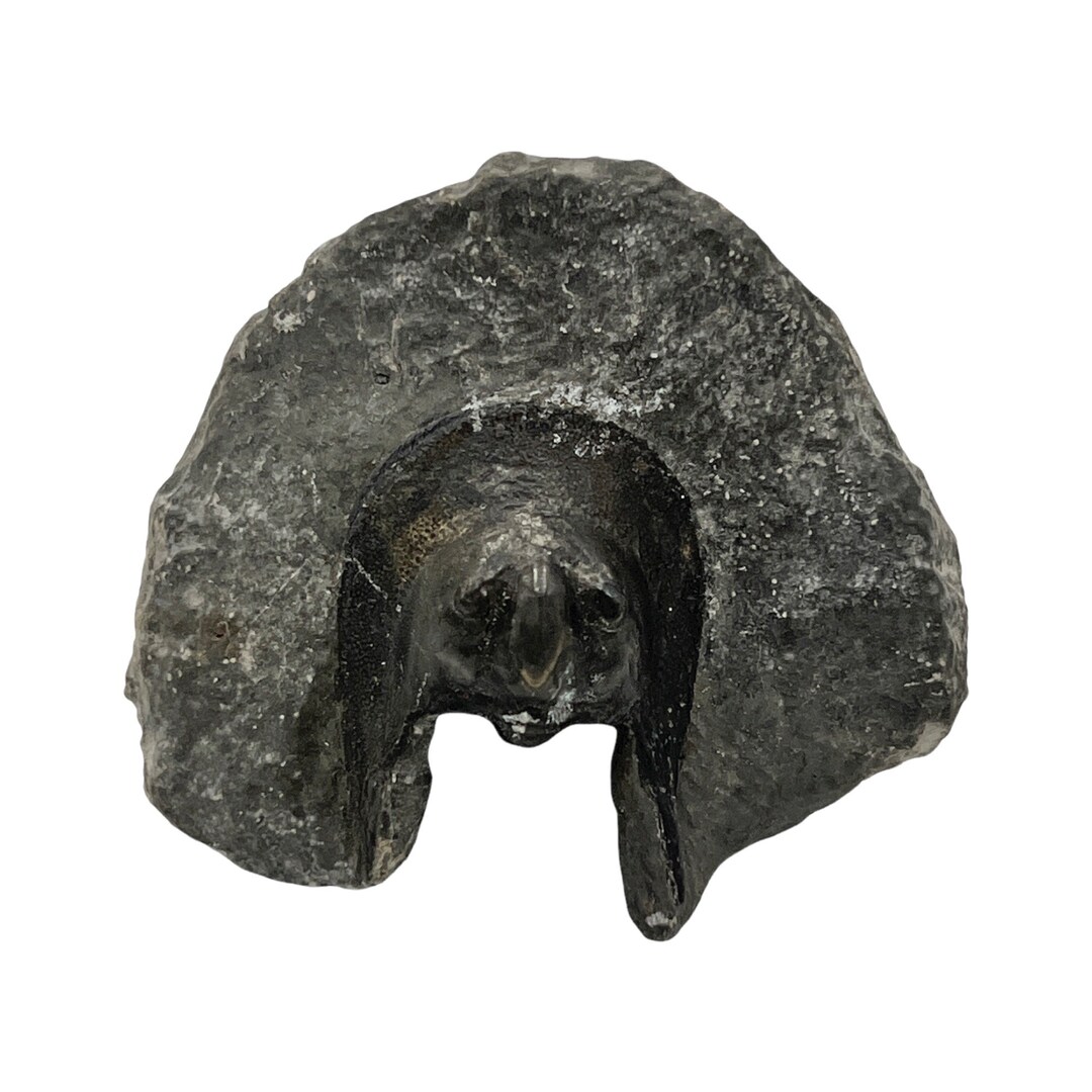 Rare Trilobite Harpes Fossil From Morocco (harpetida) - Etsy