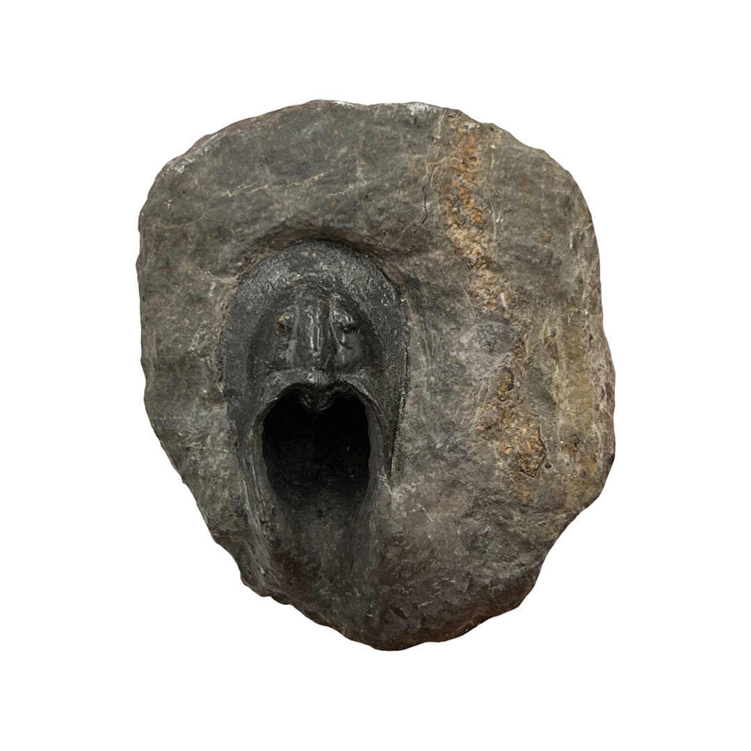 Rare Trilobite Harpes Fossil From Morocco (harpetida) - Etsy