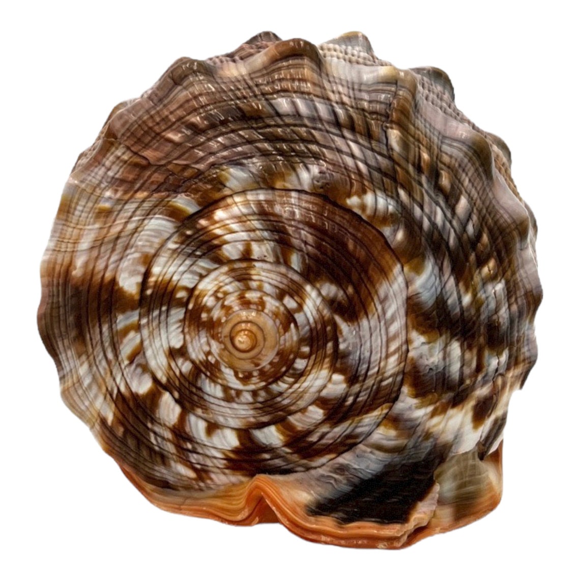 Bullmouth Helmet Shell 5.5 Cypraecassis Rufa, Red Helmet Shell, Cameo ...