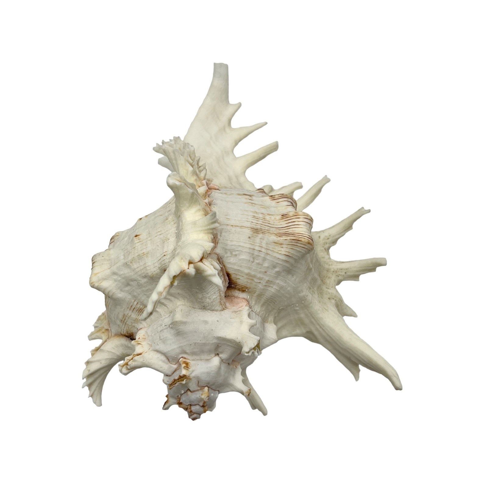 Ramose Murex Conch Shell (9") Natural Chicoreus Ramosus, Beach Wedding ...