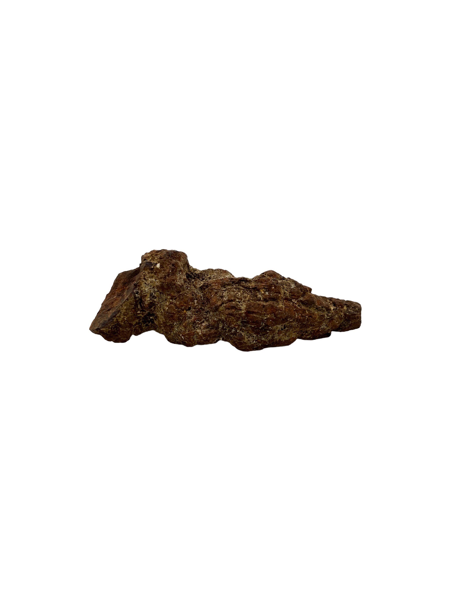2-3 Coprolite, Fossilized Poop, Dung Stone, Prehistoric Poop 70 Million ...