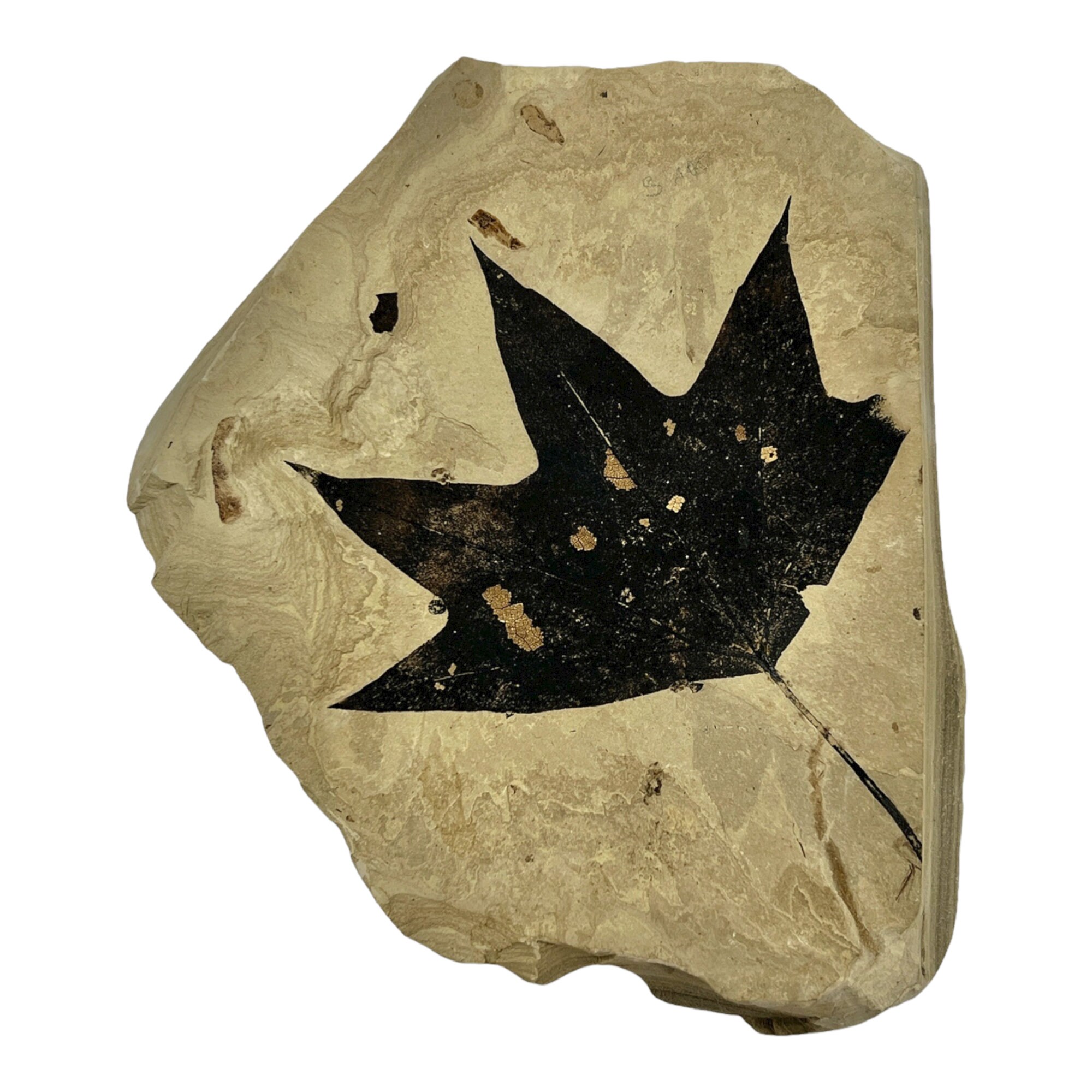 Fossil Maple Acer Leaf 6 X 5.5 on 7.5 X 6 Matrix - Etsy