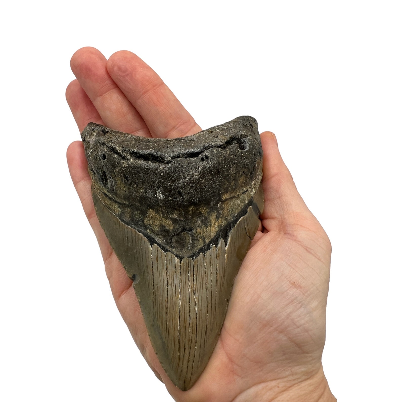 Genuine Megalodon Prehistoric Shark Tooth Fossil 4.5 - Etsy