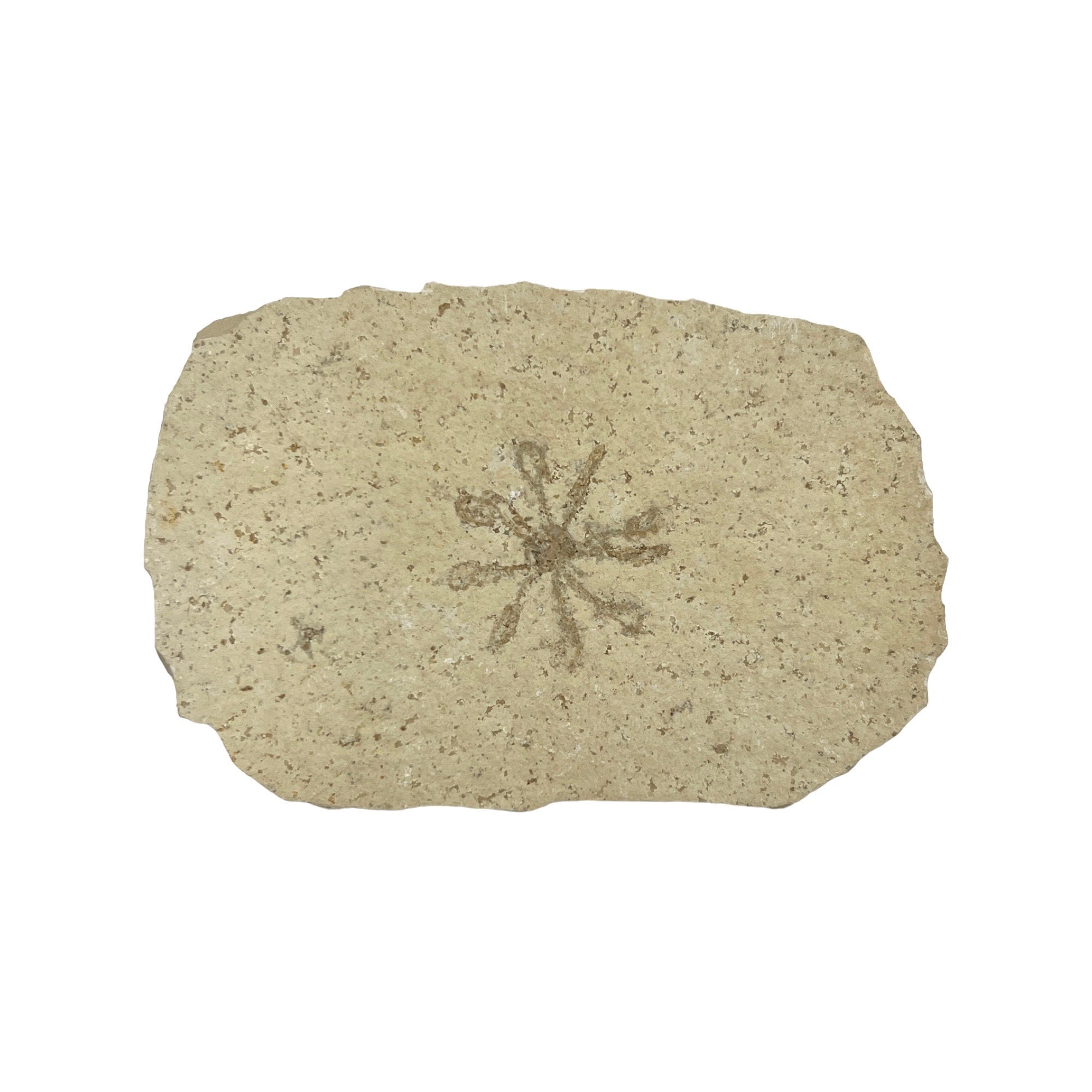 Floating Crinoid Saccocoma Fossil Plate 5 X 3.5 - Etsy