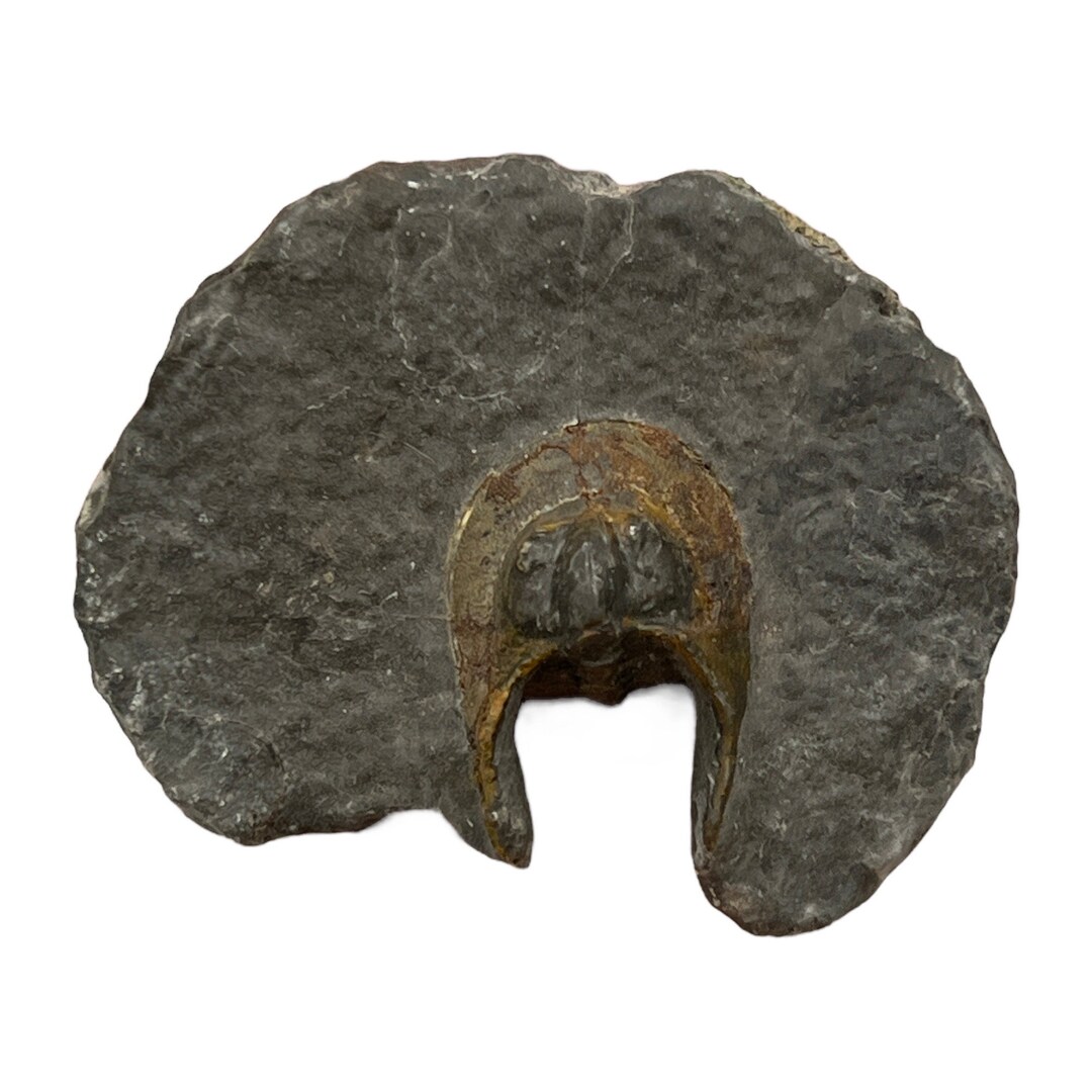 Rare Trilobite Harpes Fossil From Morocco (harpetida) - Etsy