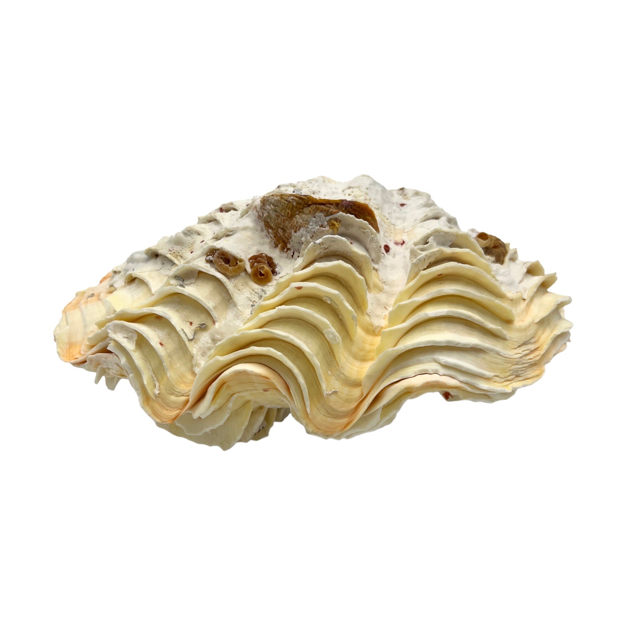 Derasa Clam Shell Pair 7.5 Rare, Vintage, Beach/wedding/nautical Decor ...